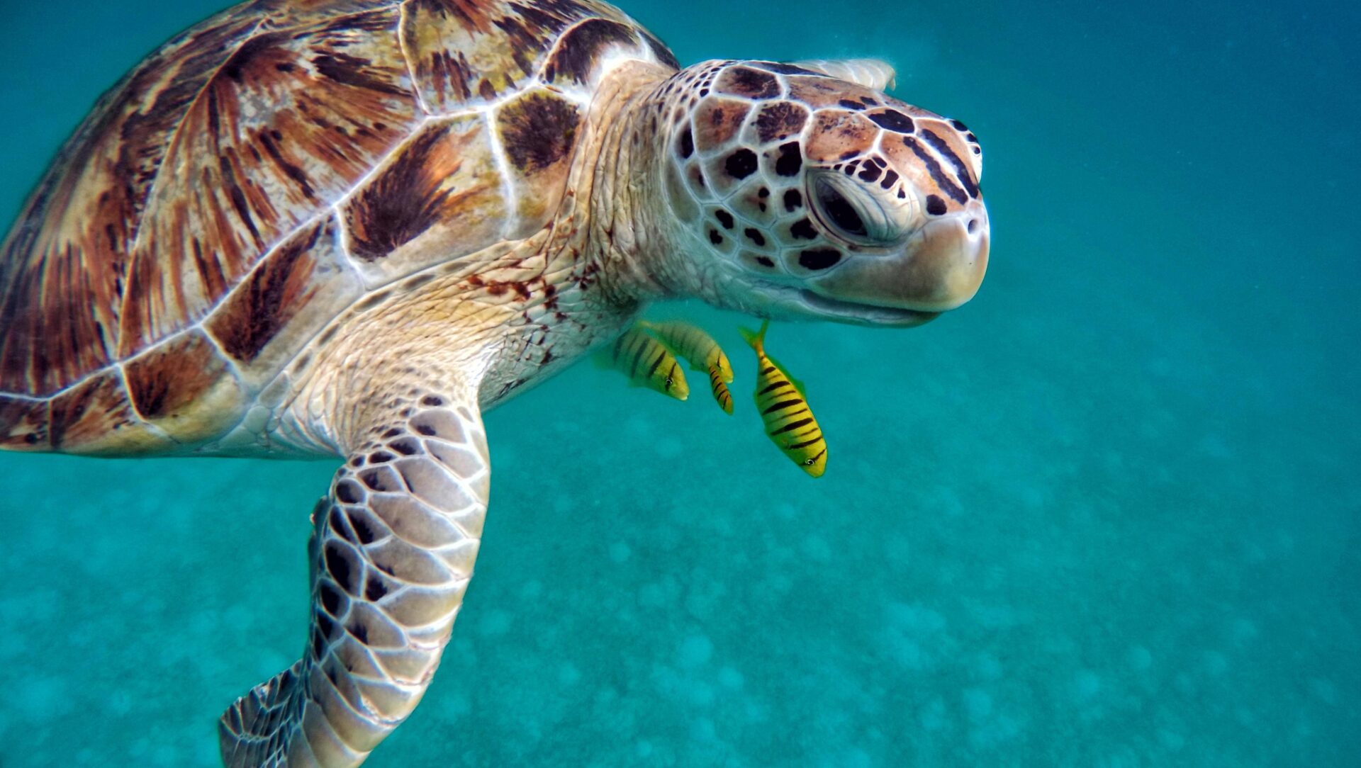 23 de mayo: Día Mundial de la Tortuga - Libre Expresión | Iván Mercado