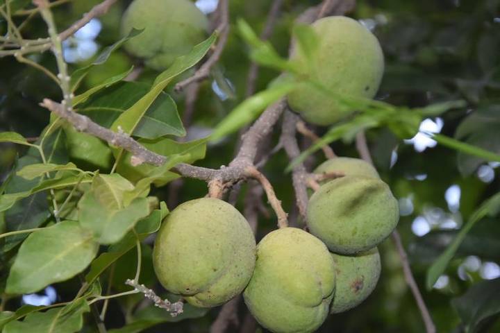 SEMARNAT declara al zapote blanco en peligro de extinción - Libre ...