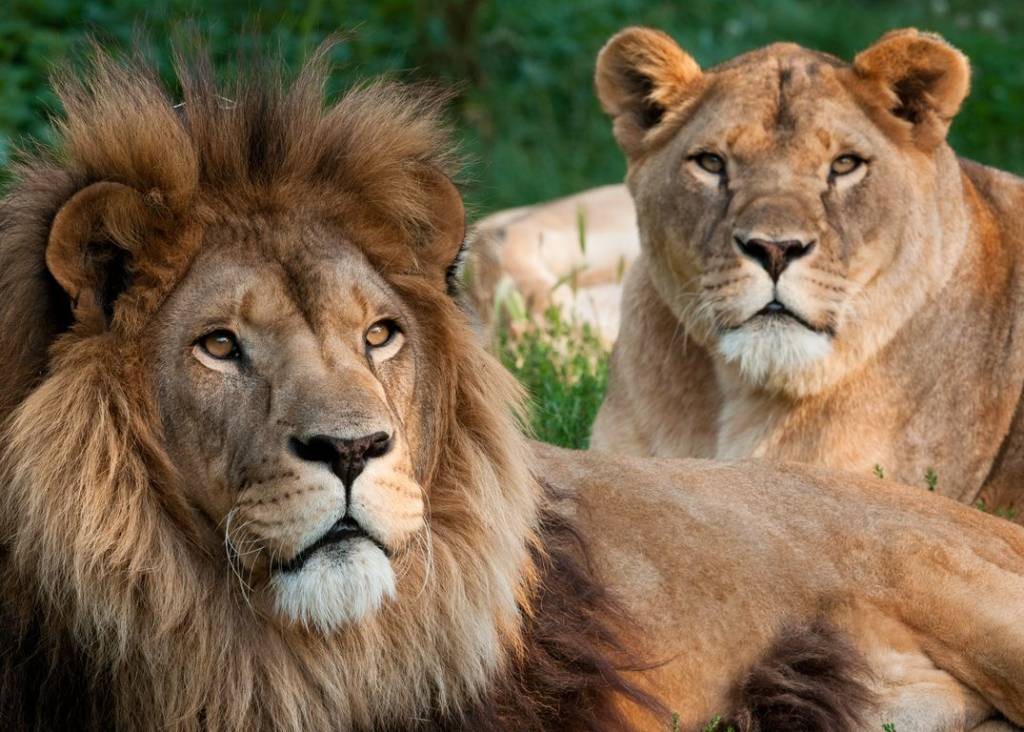 10 de agosto día mundial del león - Libre Expresión | Iván Mercado